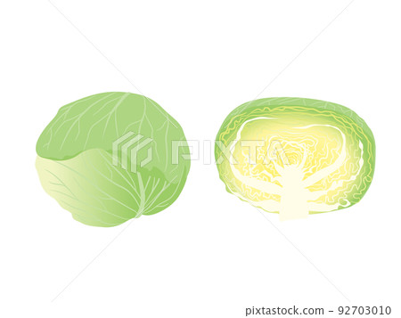 Vegetable illustration Cabbage and its cross... - Stock Illustration ...