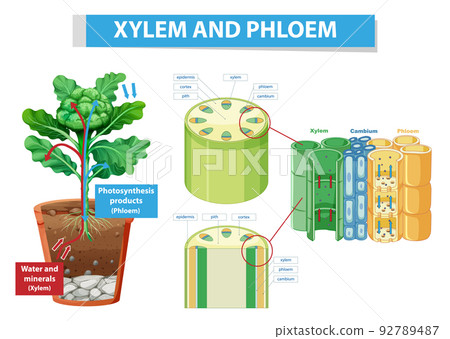 Phloem And Xylem For Kids
