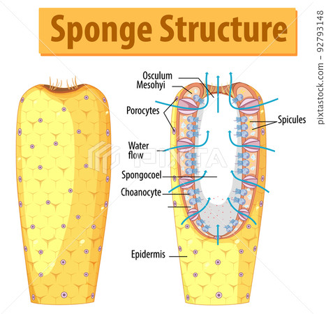 Diagram showing structure of sponge - Stock Illustration [92793148] - PIXTA