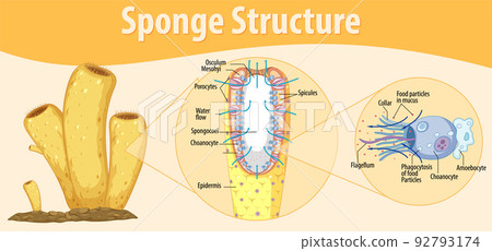 Diagram showing structure of sponge - Stock Illustration [92793174] - PIXTA