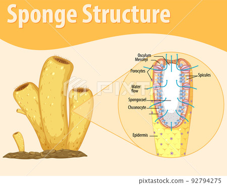 Diagram showing structure of sponge - Stock Illustration [92794275] - PIXTA