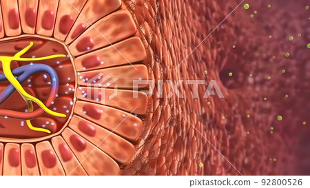 Digestive system - bowel cleaning 3d - Stock Illustration [92800526 ...