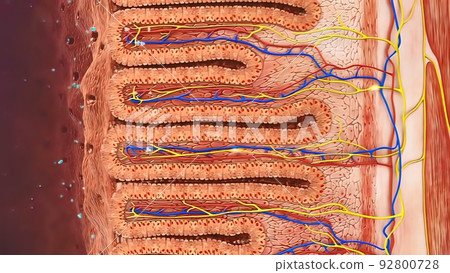 Digestive system - bowel cleaning 3d - Stock Illustration [92800728 ...