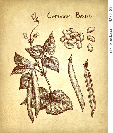 Common bean ink sketch. - Stock Illustration [92801853] - PIXTA