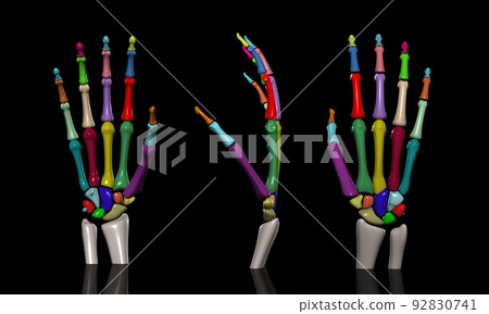 List of parts by hand bone color - Stock Illustration [92830741] - PIXTA