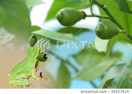 Frogs that jump on anything that moves - Stock Illustration [92837624 ...
