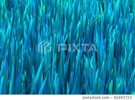 Closeup of bluegrass growing outside in a... - Stock Photo [92893723 ...