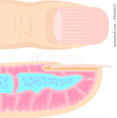 Structure of the nail - Stock Illustration [93058431] - PIXTA
