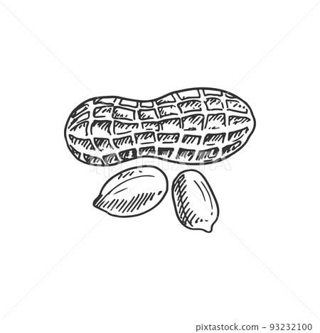 Groundnut isolated monochrome peanut sketch.... - 스톡일러스트 [93232100] - PIXTA