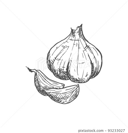 Garlic bulb isolated vegetable sketch. Vector... - Stock Illustration ...