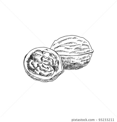Walnut fruit isolated sketch of whole nut and... - Stock Illustration ...