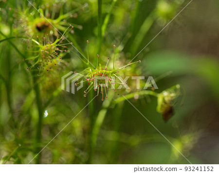 Carnivorous plant Drosera tokaiensis - Stock Photo [93241152] - PIXTA