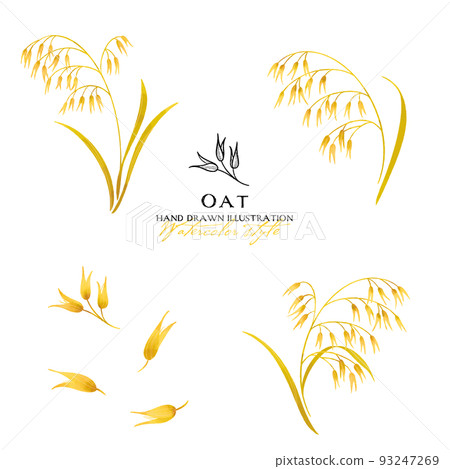 Watercolor color illustration of oats (yellow) - Stock Illustration ...