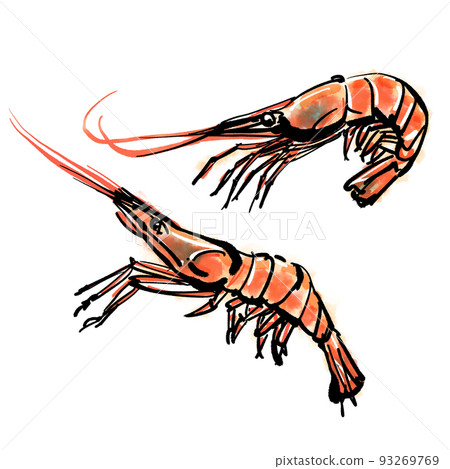Hand-drawn illustration of "Amaebi" (brush... - Stock Illustration ...