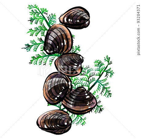 Hand-drawn illustration of "Clam" (brush... - Stock Illustration ...