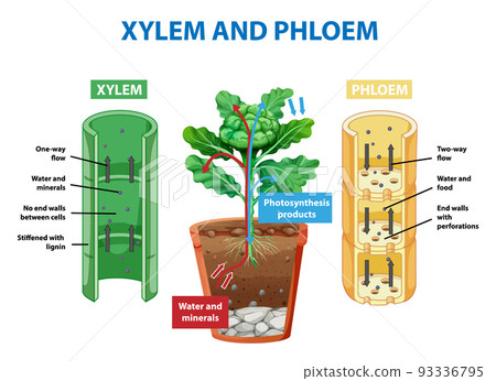 Xylem Diagram