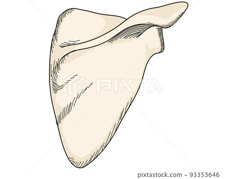 Back of scapula - Stock Illustration [93353646] - PIXTA