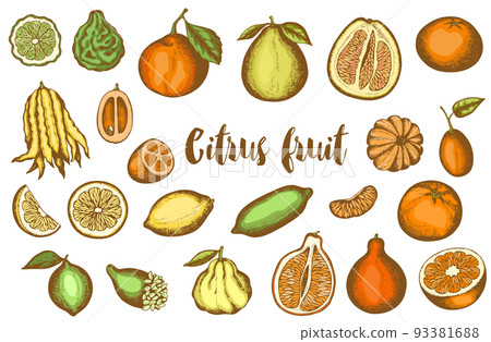 Vintage hand drawn citrus fruit collection. - Stock Illustration ...