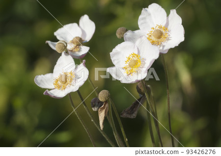 Japanese anemone (Eriocapitella hupehensis)... - Stock Photo [93426276 ...