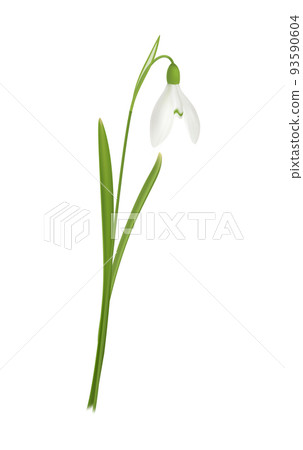 Realistic Snowdrop Illustration - Stock Illustration [93590604] - PIXTA