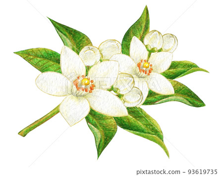 White mandarin flower colored pencil drawing... - Stock Illustration ...