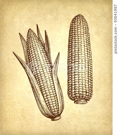 Ink drawing of corn. - Stock Illustration [93641997] - PIXTA