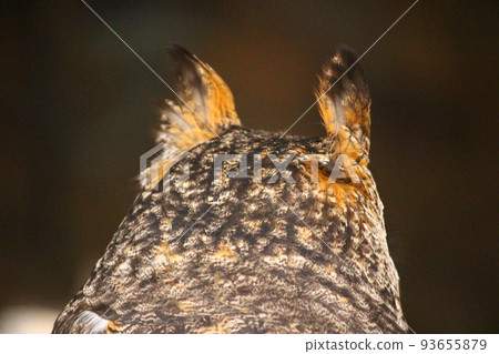 Back View Great Horned 180+ Great Horned Owl Side View Stock Photos,