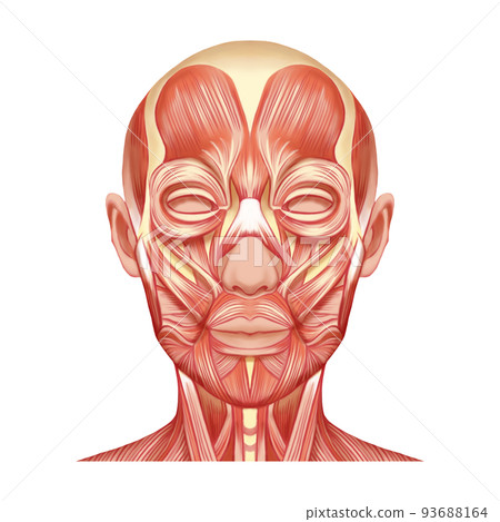 Front face illustration of realistic facial... - Stock Illustration ...