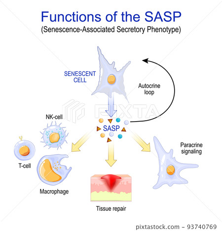 Cellular senescence. Functions of the SASP - Stock Illustration ...