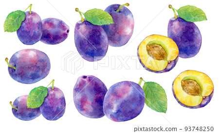 Watercolor prune material collection _ various... - Stock Illustration ...