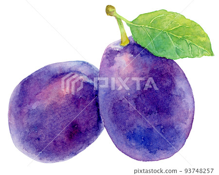 Watercolor two prunes _ with leaves - Stock Illustration [93748257] - PIXTA