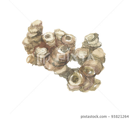 Cnidium radish root - Stock Illustration [93821264] - PIXTA