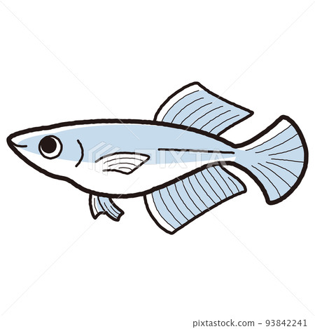 Illustration of a simple Hikari Medaka - Stock Illustration [93842241 ...