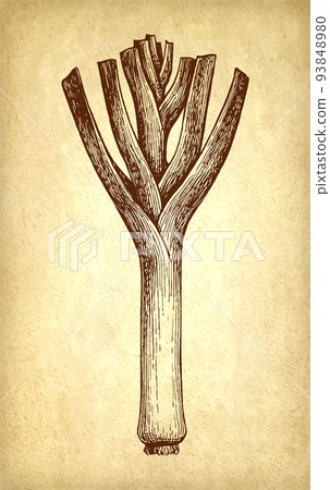 Leek ink drawing. - Stock Illustration [93848980] - PIXTA