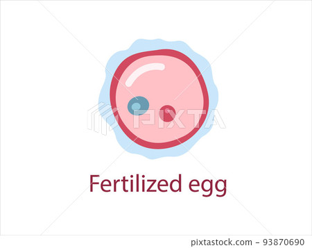 Ovule, female fertility cell. Oocyte. Woman... - Stock Illustration ...