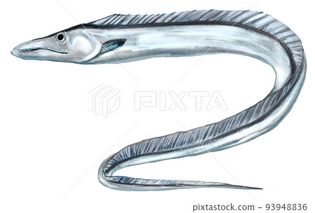 swordfish handwriting - Stock Illustration [93948836] - PIXTA