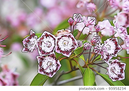 Pastel style "Kalmia flowers and buds"... - Stock Illustration ...