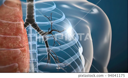 Lung organs located in the thoracic cavity of... - Stock Illustration ...