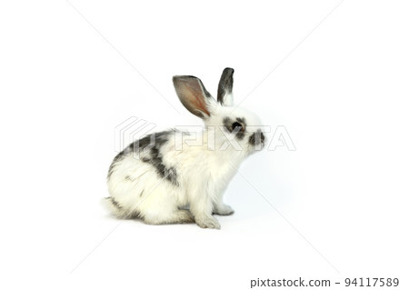 Bunny Baby Side View 30 Cutest Bunny Breeds That Make Perfect Pets