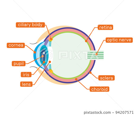 Illustration of the structure of the eye - Stock Illustration [94207571 ...