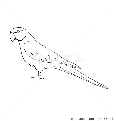 Vector hand drawn Indian ringneck parrot - Stock Illustration [94436821 ...