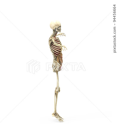 Male human body skeleton and organs - Stock Illustration [94456664] - PIXTA