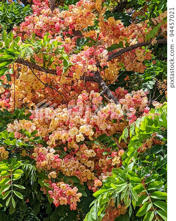 Pink Flowering Tree Identification Hawaii