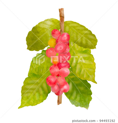 Hand drawn watercolor illustration of coffee... - Stock Illustration ...