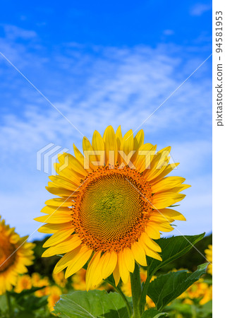 Sunflowers in full bloom Minamichita Town,... - Stock Photo [94581953 ...