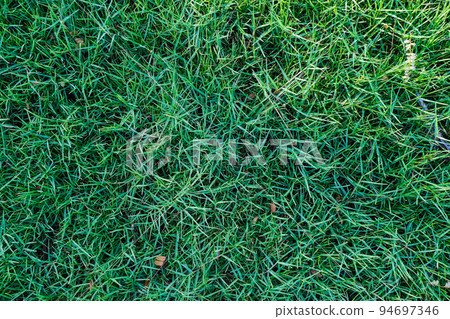 Green nature grass texture top view - Stock Photo [94697346] - PIXTA