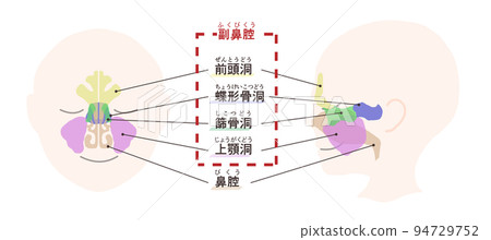 Diagram of sinuses with letters - Stock Illustration [94729752] - PIXTA