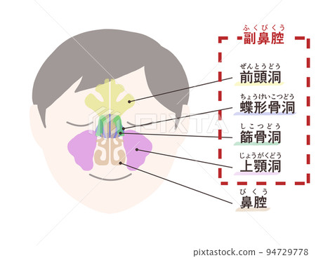 Diagram of sinuses with letters - Stock Illustration [94729778] - PIXTA