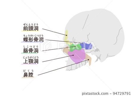 Diagram of sinuses with letters - Stock Illustration [94729791] - PIXTA
