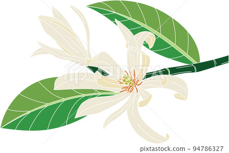 Abstract of chempaka flower with leaf on white... - Stock Illustration ...